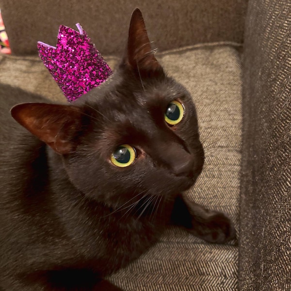 Pet Party Crown | Mini Dog Birthday Crown | Mini Cat Party Crown | Dog ...