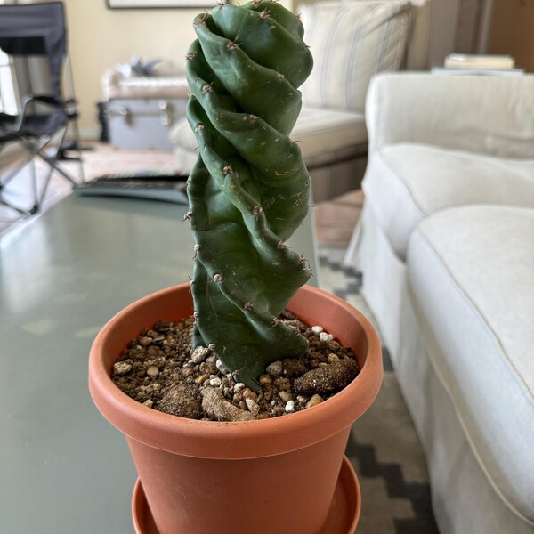 Spiral Cactus Cereus Forbesii 'spiralis' Twisted Rare Succulent Tornado ...