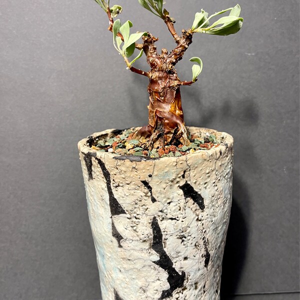 Mid Century Modern Enamel & Wood Box - Style of J. Capo Esmaltes ...