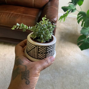 Ludochilus Sea Turtles Jewel Orchid - Etsy