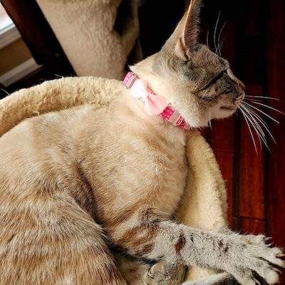 Pink Roses Cat Collar With Bell Cat Breakaway Collar Custom - Etsy