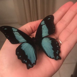 Papilio Bromius ONE Real Butterfly Blue Africa - Etsy
