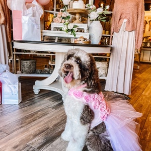 Star Spangled Girl Dog Harness Dress Xxsmall to 4xlarge Dog - Etsy