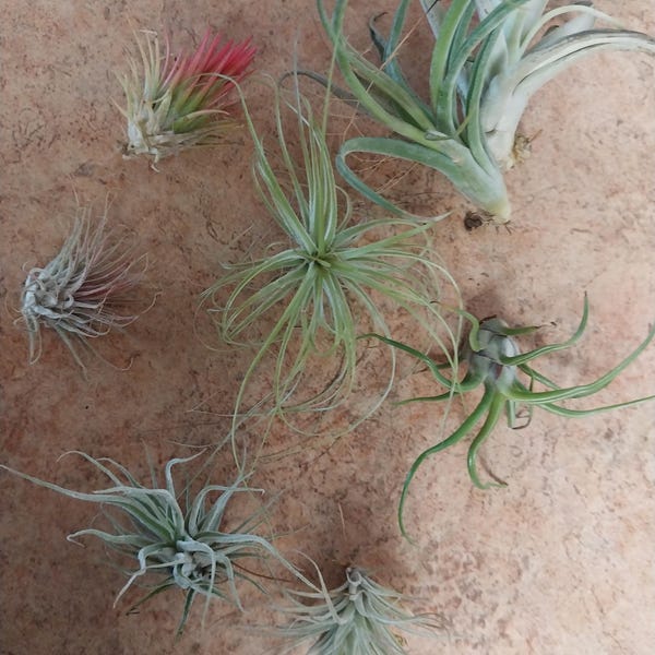 Air Plants Assorted Packs of 3, 8, or 12 – Ideal for Home, Office and ...