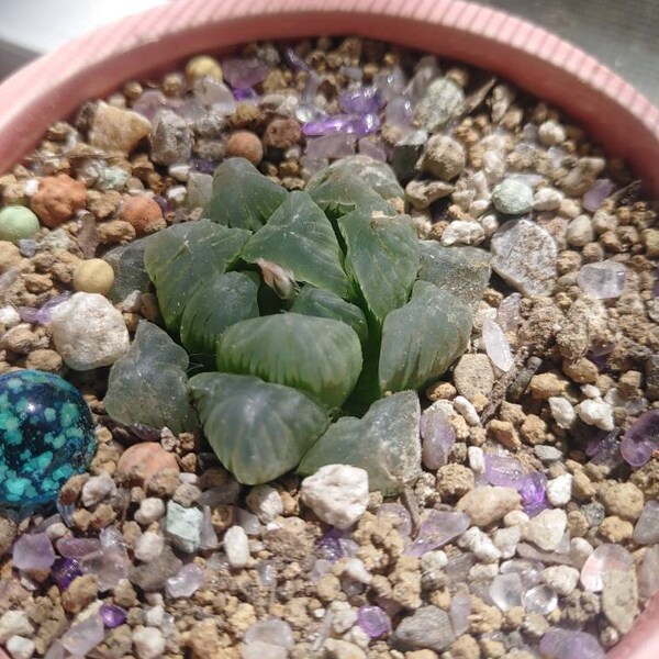 Edible Sagittaria Trifolia Giant Cantonese Sand Arrowhead Tuber for ...