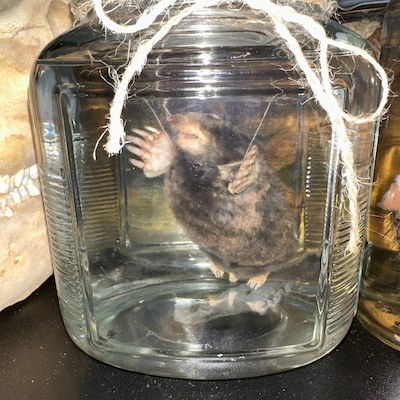 Wet Eastern Mole/wet Specimen/glass Jar - Etsy