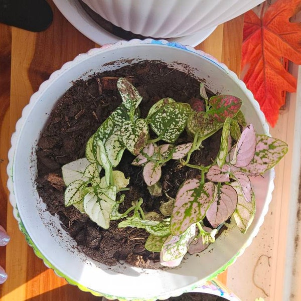 Hypoestes Mix “color Splash” Starter Plant **(ALL Plants Require You to ...