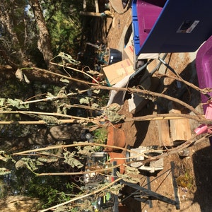 Champagne Pink Currant- 1 Gallon Potted 2-3' Tall! - Etsy