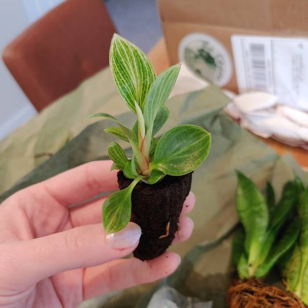 Philodendron Birkin Galaxy Starter Plant (ALL STARTER PLANTS Require ...