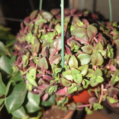 Purple Calico Kitten 6 Inch Crassula Pellucida Subsp. Marginalis 'rubra ...