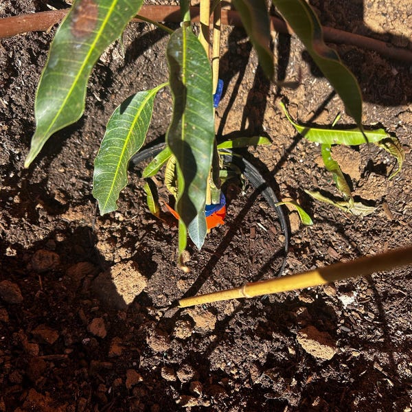 Mango MANILA, CARABAO, FILIPINO Tree, Grafted, 3gl - Etsy