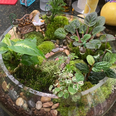 Princess Pine Tree Clubmoss Plants for Fairy Garden, Terrarium, Garden ...