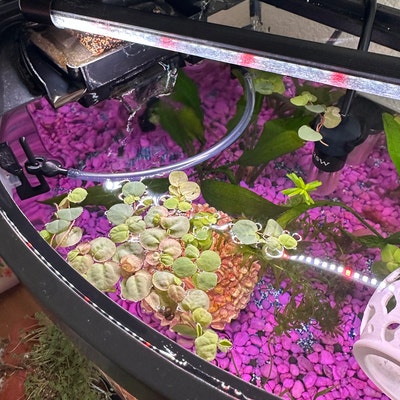 Fully RED Plants With Pogostemon Helferi Downoi, Bundle, pearlingplants ...