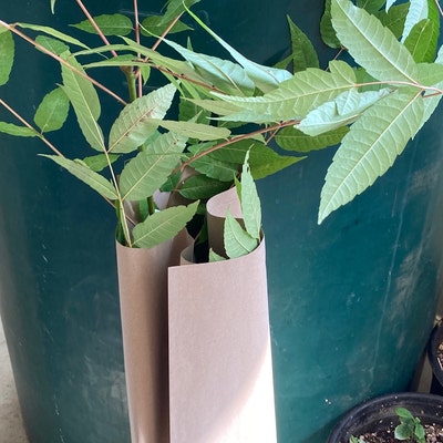 Chinese Mahogany Toona Sinensis - Etsy