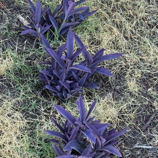 Sedum Dasyphyllum Major Blue Tears Sedum Live Succulent Plants 2" 4” 6 ...