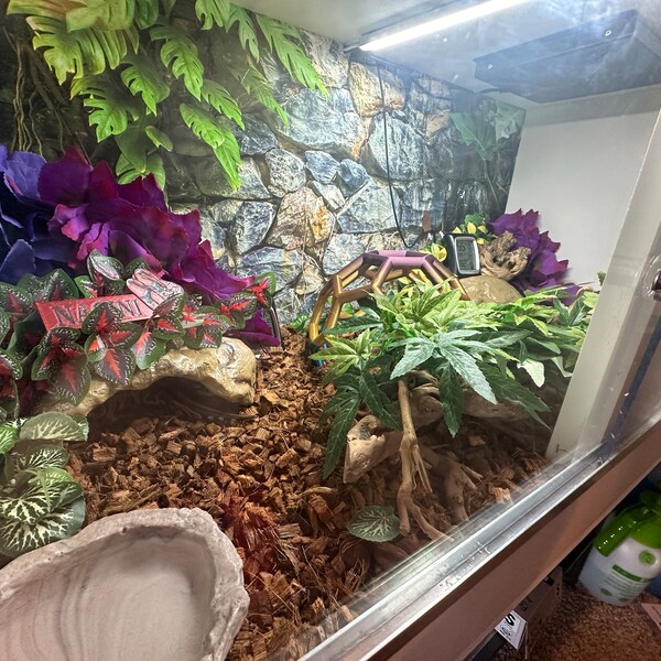 Ball Python Custom Name Plaque - Etsy