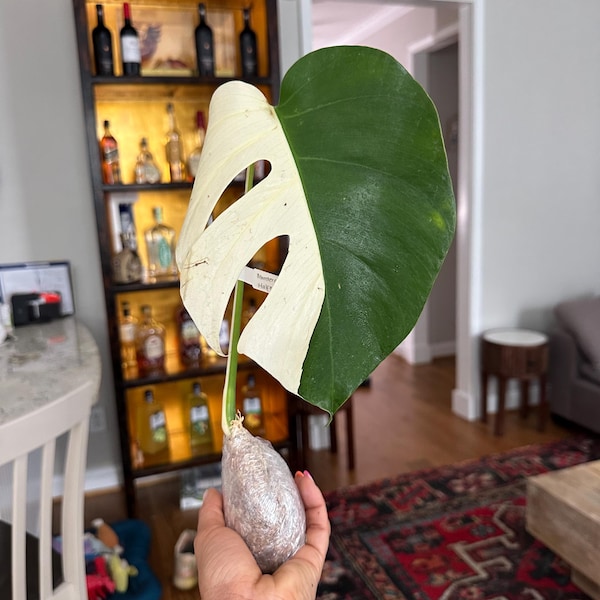 Syngonium Chiapense Variegated Real Picture - Etsy Canada