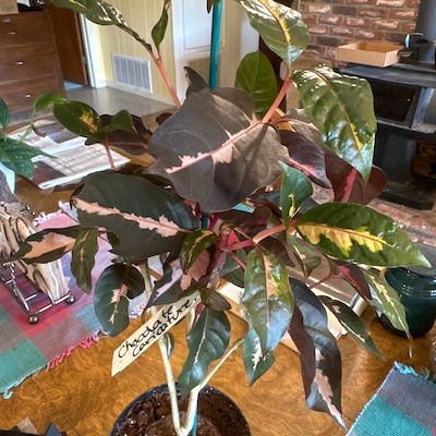 Chocolate Jamaican Croton Tropical Plant Bronze Pink Variegated Leaf - Etsy