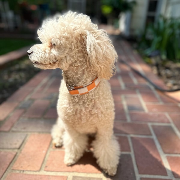 Orange and White Checkered Dog Collar, Martingale or Flat Collar, Dog ...