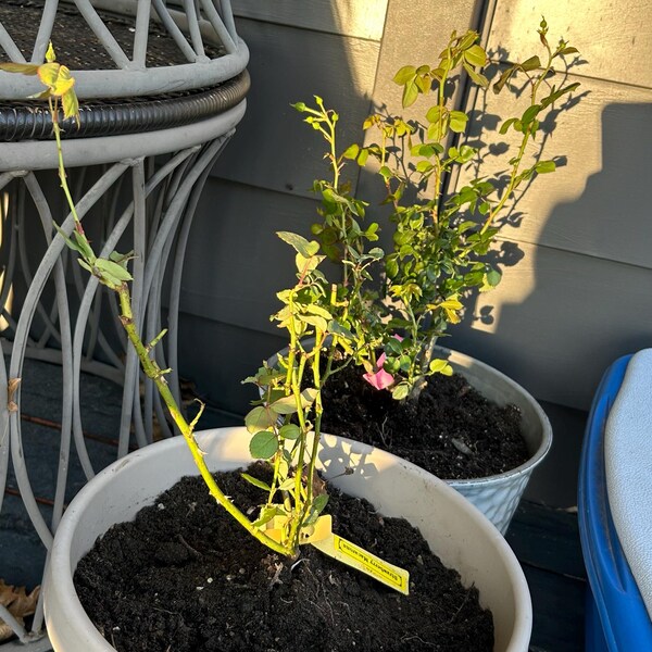 Rare Rosa【fancy Ruffle|ファンシー ラッフル 】-1gal+ Wave Bloom| Ownroot ...