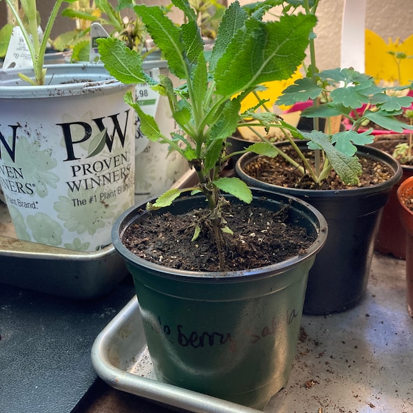 2 Salvia Nemorosa 'bumbleberry' Live Perennial Plants. Stunning Colors ...