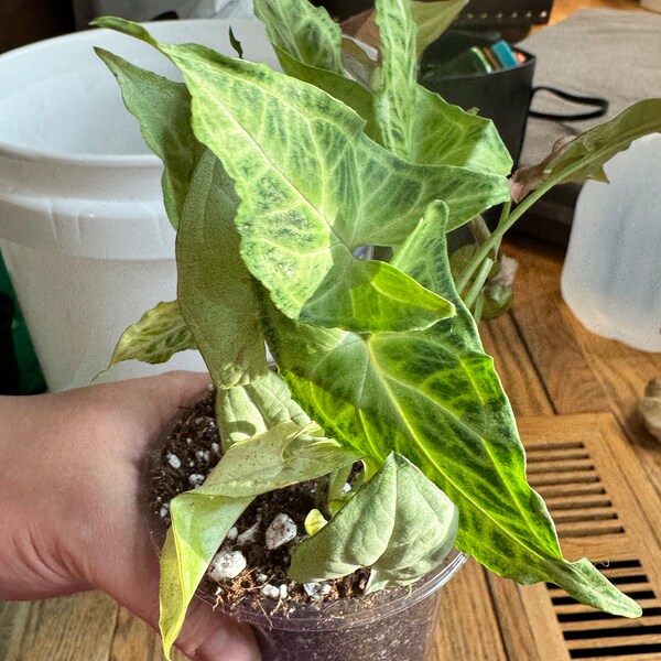 Syngonium Batik Starter Plant **(ALL Plants Require You to Purchase ANY ...