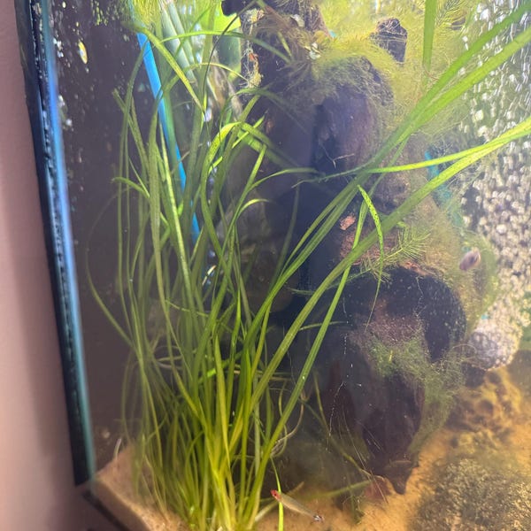 Laurelin and Telperion Two Trees of Valinor, Tolkien Art of Yavanna's ...