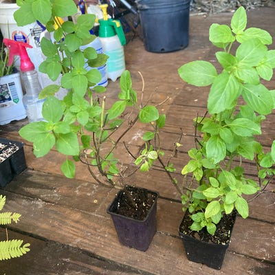 Holy Basil krishna Basil Purple Leaf - Etsy