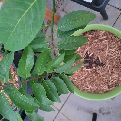 Fresh Whole Burdock Root, Gobo Root - Etsy