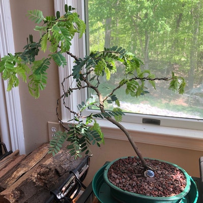 Surinamese Stick Pea Powder Puff Bonsai Tree winter - Etsy