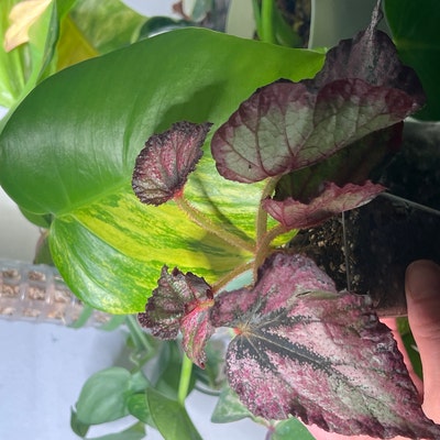 Harmonys Royal Majesty Begonia Starter Plant ALL STARTER PLANTS Require ...