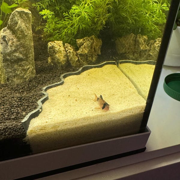 Tidal Cave Nature Inspired Terrarium Aquarium for Shrimps, Fish, and ...