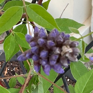 Cornus Sericea 'bergeson Compact' Dwarf Red Twig | Etsy