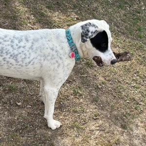 Dog Collar/fresh Out of Fus Dog Collar/ Flower Dog Collar/ Cussing Dog ...