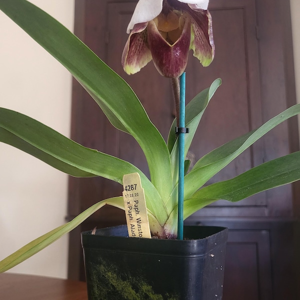 Rlc. Sung Ya Green 'mailman' 2.5 Pot - Etsy