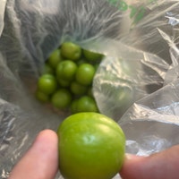 2 Lb ,fresh Green Plum , Greengage ,generik,janerik,seasonal Fruit ...