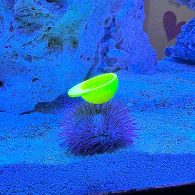 Sea Urchin Hat 6 Pack Top Hat, Crown, Cap, Magician Hat, French Cap ...