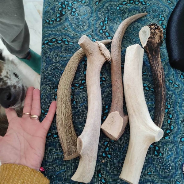 1 Kg / Sizes From 10-50 Cm / 2-20 Pieces / Natural Red Deer Antlers ...