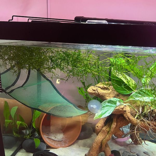 Floating Fish Breeding Mop Live Bearer and Egg Layers Fry Hiding - Etsy
