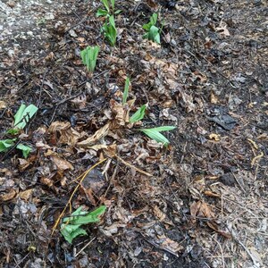 Wild Ramp Seeds - Etsy