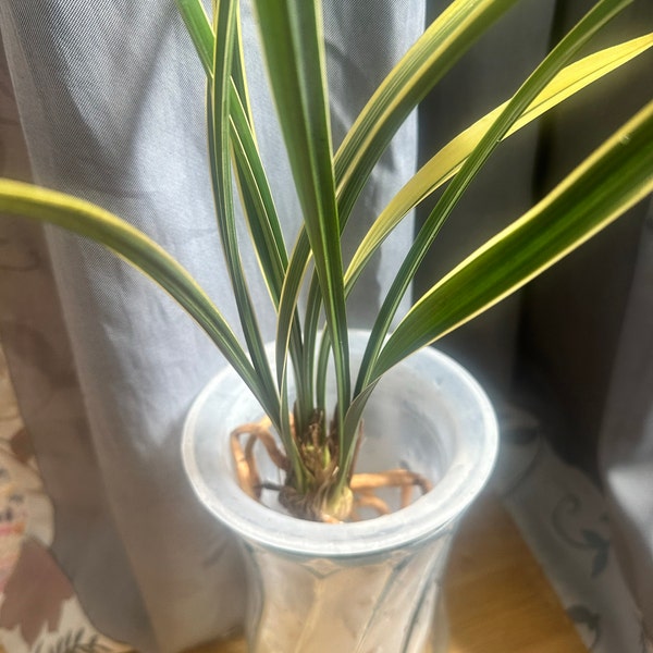 Cymbidium Ensifolium “golden Rainbow” 建兰 ‘黄金彩虹’ - Variegated Leaves and ...