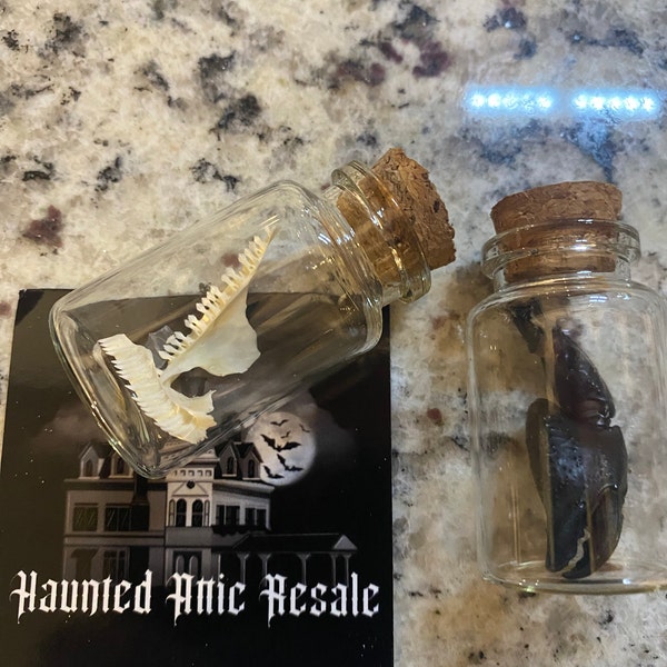 Mini Bug Curiosity Insect Specimen Jars | Entomology Apothecary Bottles ...