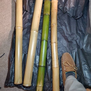 2 Fresh Cut Bamboo Choose From 1 to 8 Feet Long - Etsy