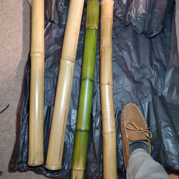 1" Fresh Cut Bamboo - Choose From 1 to 8 Feet Long - Etsy