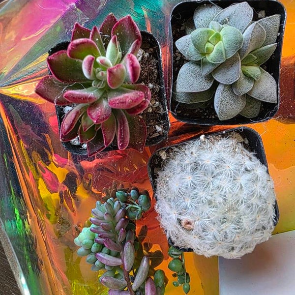 Mammillaria 'plumosa' | Feather Cactus Plants - 2 Inch Pot - Etsy