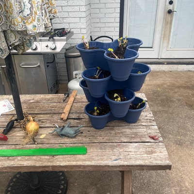 5 Heritage Everbearing Red Raspberry Plants 5 Large 1 Year - Etsy