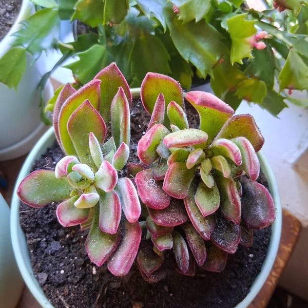 Rare Echeveria Pulvinata "ruby", Ruby Blush Succulent, Echeveria Red ...
