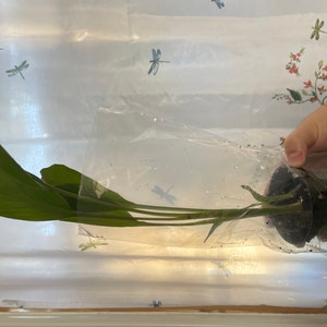 Live Black Bat Flower Buds Forming on Many Now 1 Gallon - Etsy