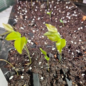 Marang Seeds Terap Artocarpus Odoratissimus Tropical Fruit Tree Seeds ...