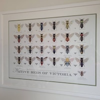 Native Bees of Western Australia Poster - Etsy Australia